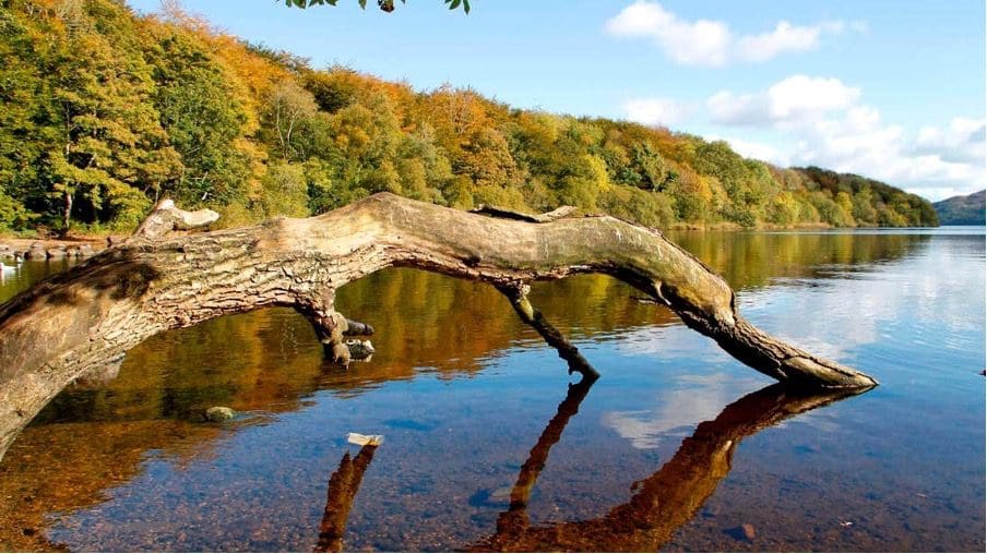 Go Wild This Summer And Discover 13 Great Irish Forest Walks
